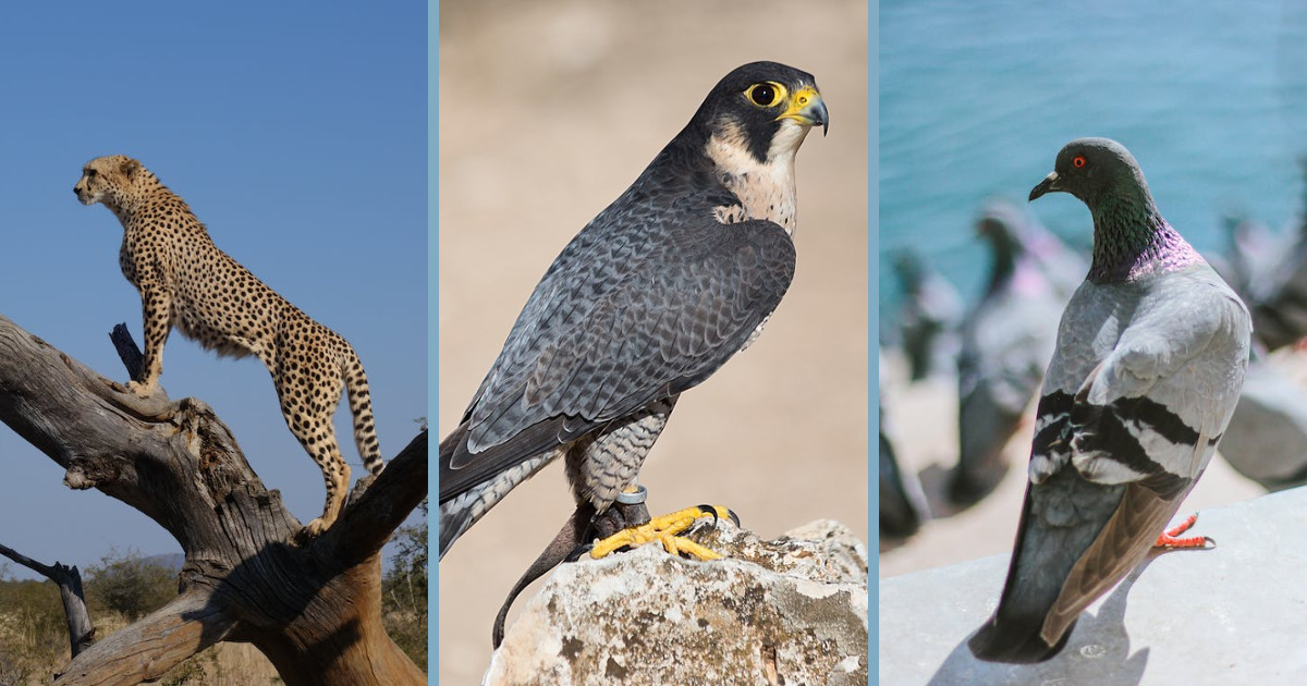 Os 18 animais mais rápidos do mundo e as suas velocidades ...