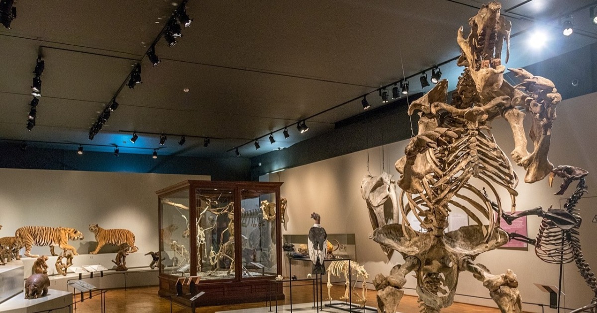 12 museus em São Paulo que todo estudante precisa conhecer - Maiores e ...